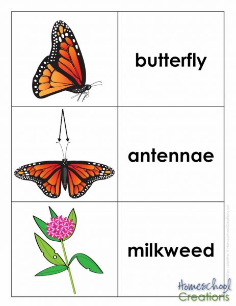 Monarch Butterfly Life Cycle Printables