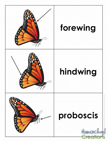 Monarch Butterfly Life Cycle Printables