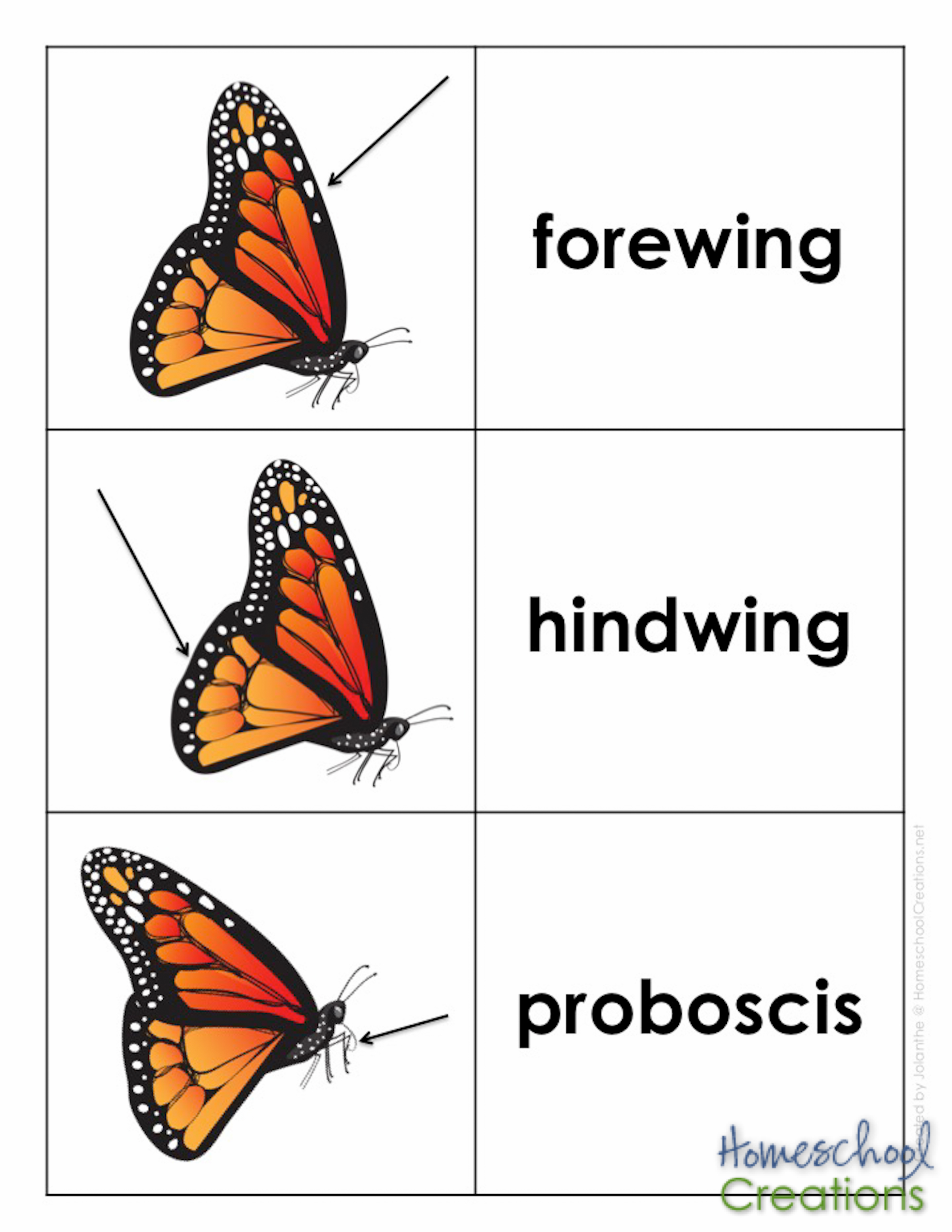 Monarch Vocabulary Words HomeschoolCreations monarch-vocabulary-words-homeschoolcreations
