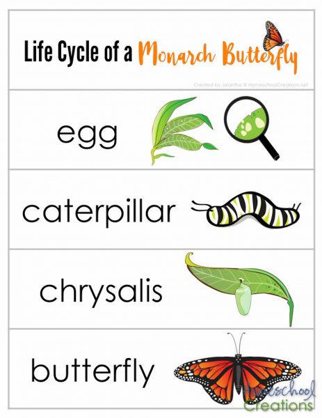 Monarch Butterfly Life Cycle Printables