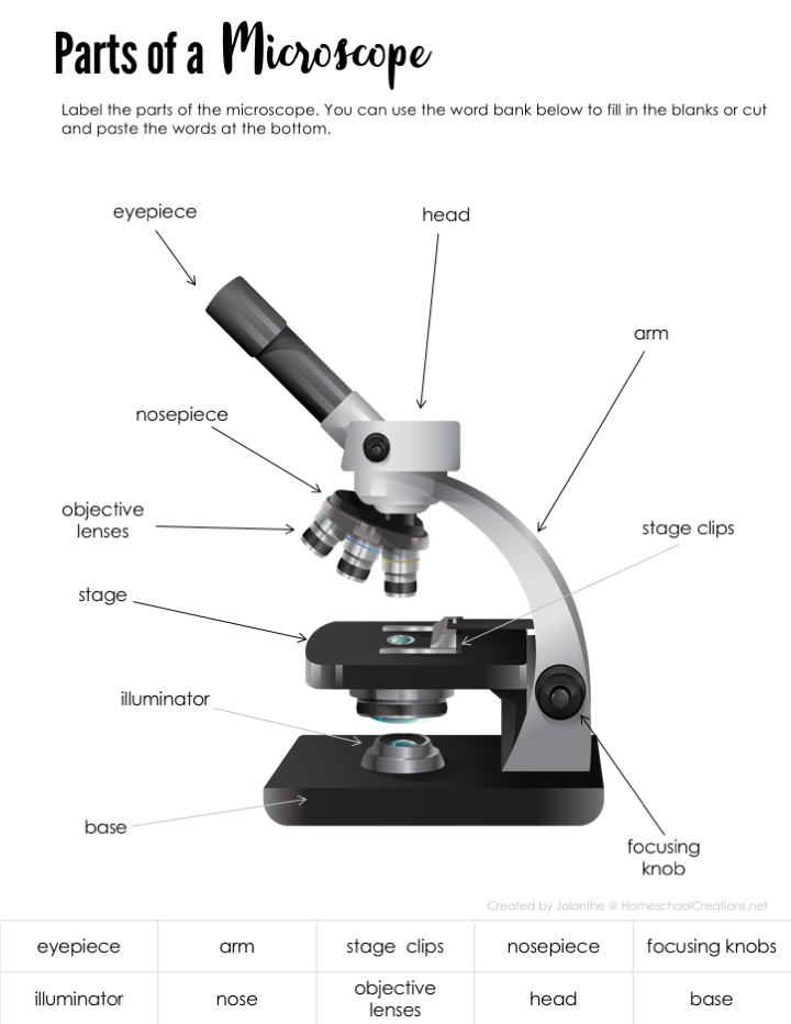 Parts of a Microscope - Free Printable